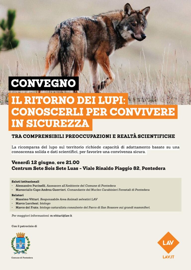 Lupi sempre più presenti: la LAV organizza un evento informativo a ...