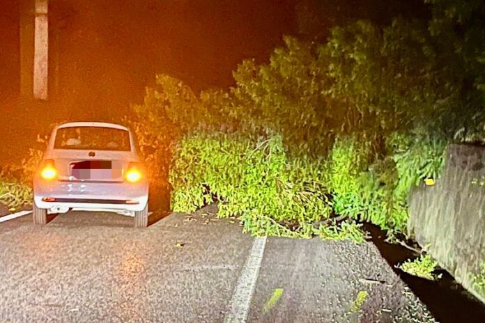 Pontedera, spavento in Fi-Pi-Li: albero cade e colpisce un'auto
